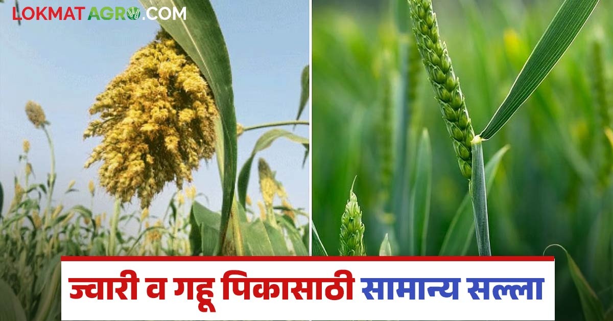 Gahu, Jwari Crop : ज्वारी अन् गहू पिकाची दाणे भरण्याची अवस्था, अशी घ्या ...