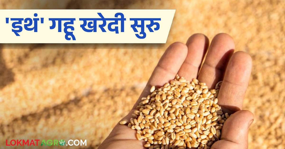 Gahu Kharedi : आजपासून 'या' राज्यात गव्हाच्या खरेदीला सुरुवात, भाव किती ...