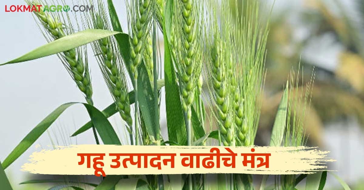 Gahu Lagwad : गहू पिकाचे उत्पादन वाढविण्यासाठी लागवड व्यवस्थापनात असे ...