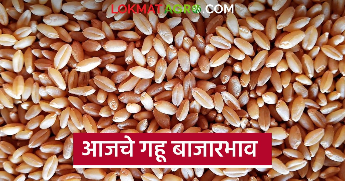 Gahu Market : मुंबई बाजारात लोकल अन् पुण्यात शरबती गव्हाला काय दर ...