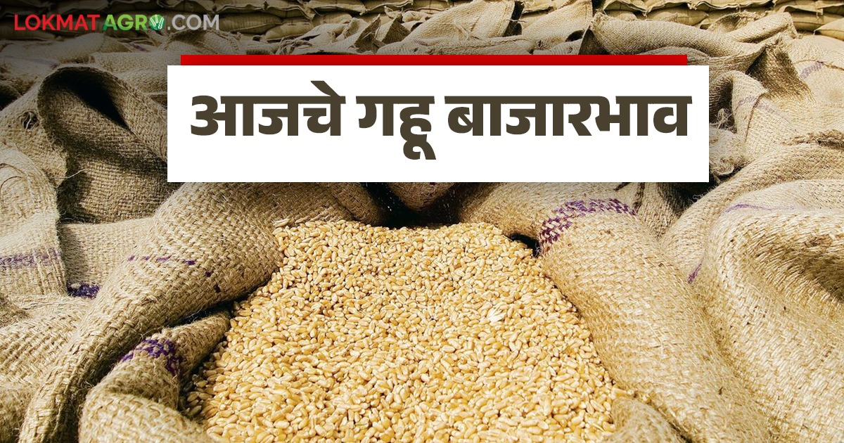 Gahu Bajar Bhav : पुणे आणि नागपूर बाजारात शरबती गव्हाला क्विंटलमागे काय ...