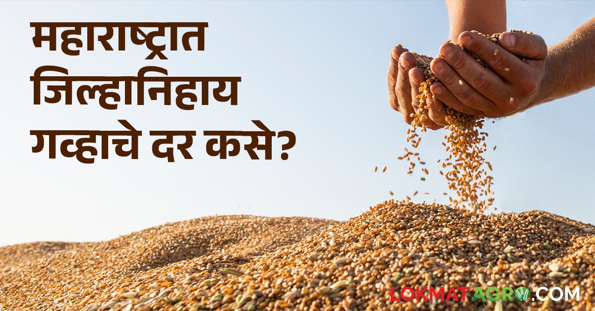 Gahu Market : महाराष्ट्रात कुठल्या जिल्ह्यात गव्हाला काय दर मिळतोय ...