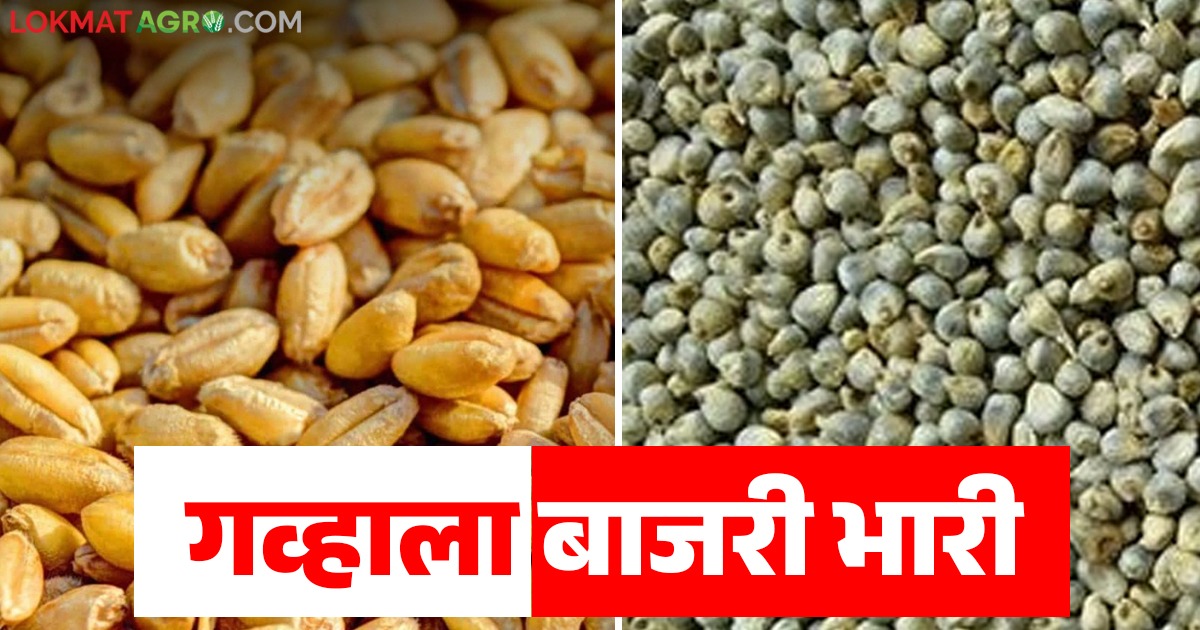 Wheat, Bajari Rate : गव्हाच्या चपातीपेक्षा बाजरीची भाकरी झाली महाग ...