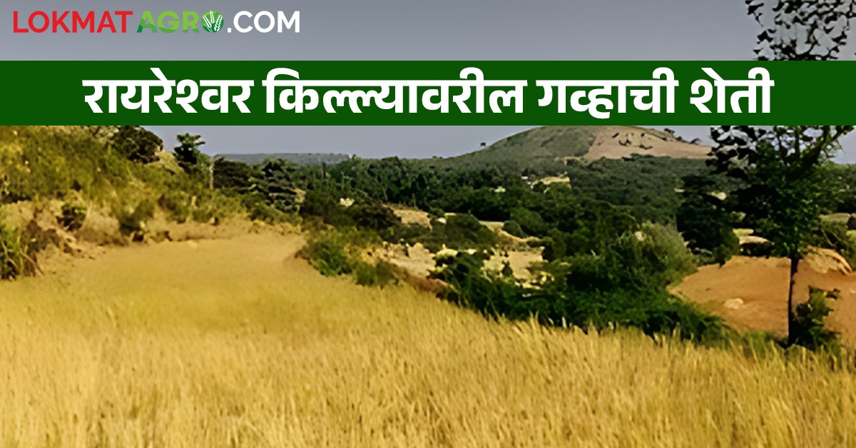 नुसत्या दवाच्या ओलाव्यावर होतेय गव्हाची नैसर्गिक शेती | Natural farming ...