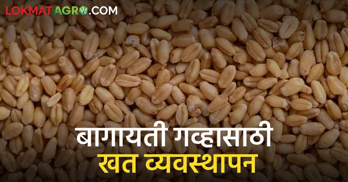 Wheat Farming Management : वेळेवर पेरणी करावयाच्या बागायती गव्हासाठी खत ...
