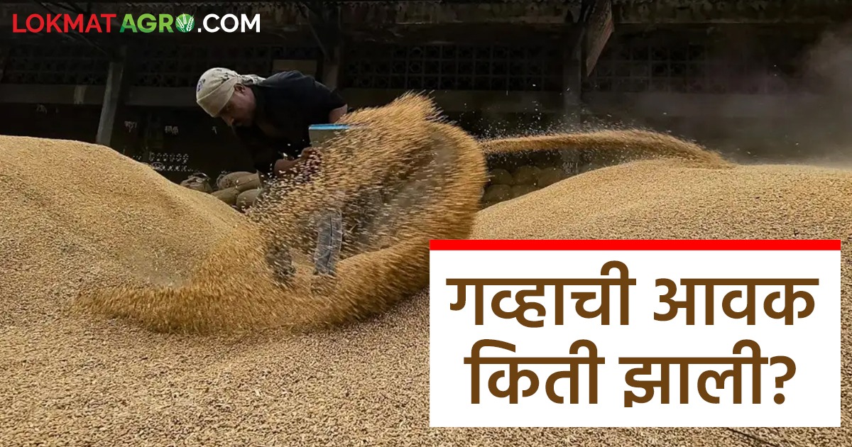 Gahu Bajarbhav : गहू बाजारात शरबती, लोकल गव्हाची चलती, वाचा काय दर ...