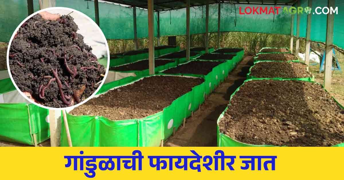 Gandul Khat : गांडूळ खत तयार करण्यासाठी गांडूळाच्या उपयुक्त जाती ...