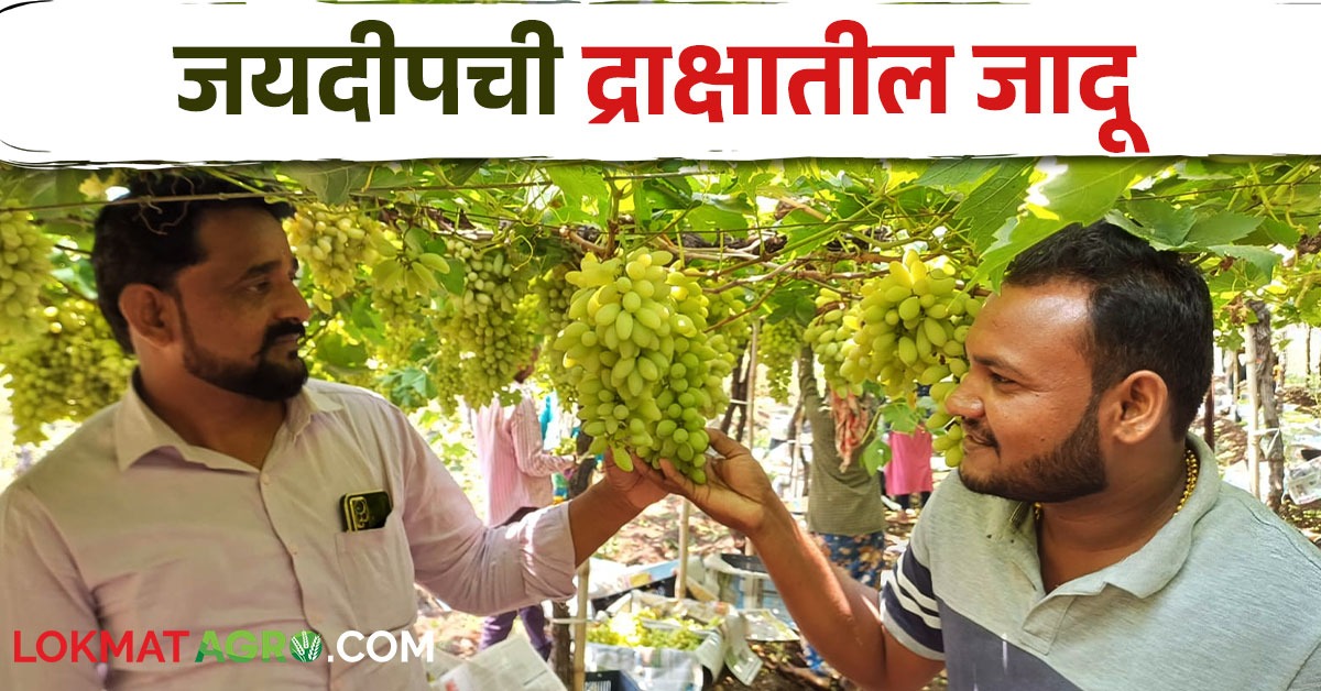 पदवीधर होता आले नाही एक विषय राहिला पण जयदीपने शेतीत असं काय केलं तुम्ही थक्क व्हाल | He did not ...