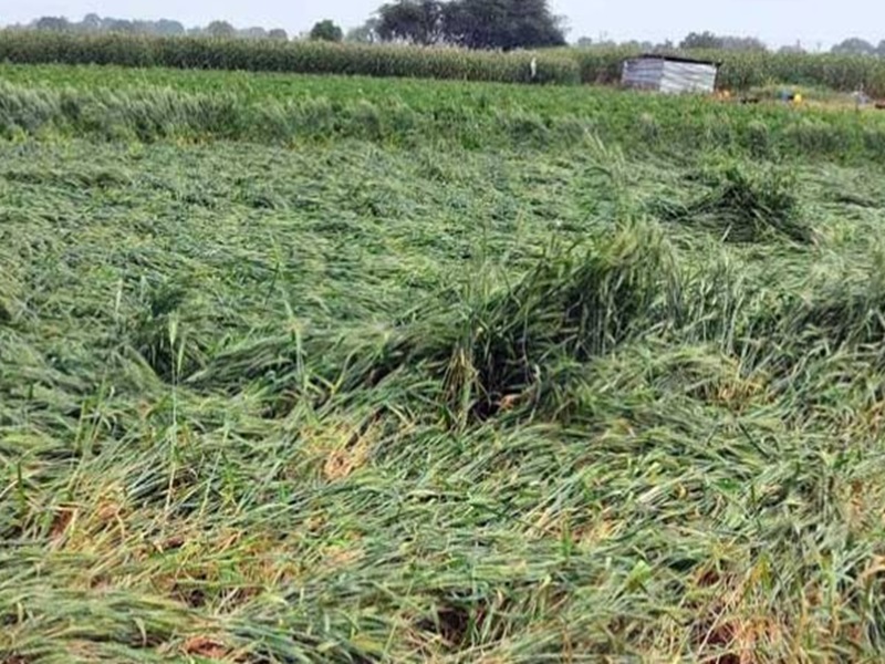 ‘अवकाळी’चा मोठा फटका! २१ जिल्ह्यांतील तब्बल ६ हजार ६६१ हेक्टरवरील पिके ...