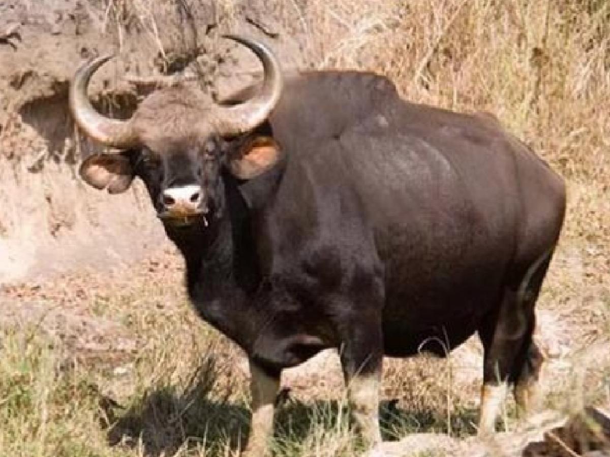 गव्याच्या हल्यात महिला गंभीर जखमी, आंबोली जवळील चौकुळ येथील घटना ...