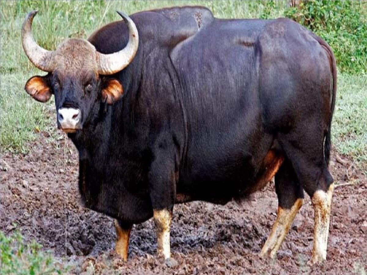 रशियन पर्यटकांच्या दुचाकीस गव्याची धडक, काळ आला होता..; सावंतवाडी ...