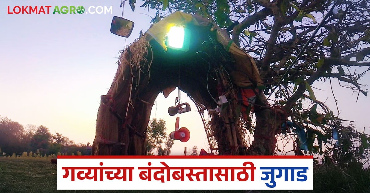 गव्यांच्या तावडीतून पिक वाचविण्यासाठी गेले सात वर्ष हा शेतकरी करतोय असे ...