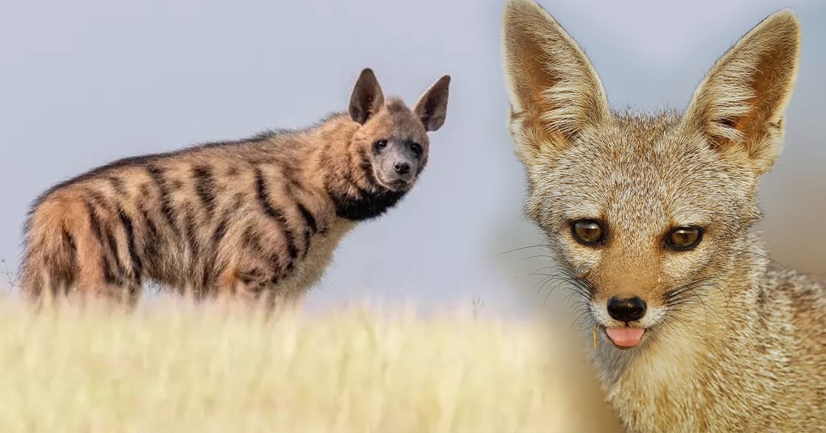 माळरान सफारीत पाहता येणार लांडगे, चिंकारा अन् ससेही! राज्यातील पहिला ...