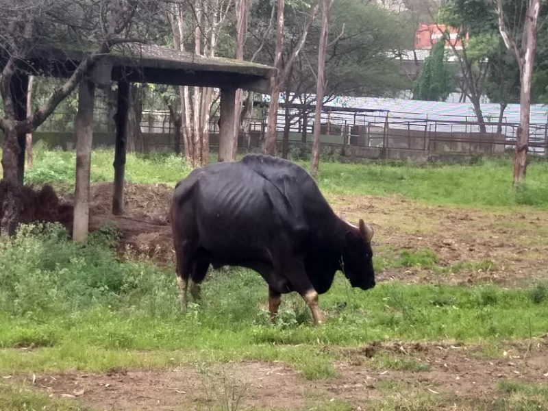 Pune News | कात्रज प्राणी संग्रहालयातील आजारी गव्याचा मृत्यू Pune ...
