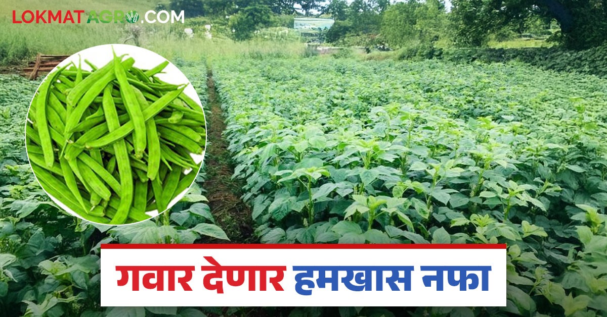 latest news of Gavara will definitely give profit.