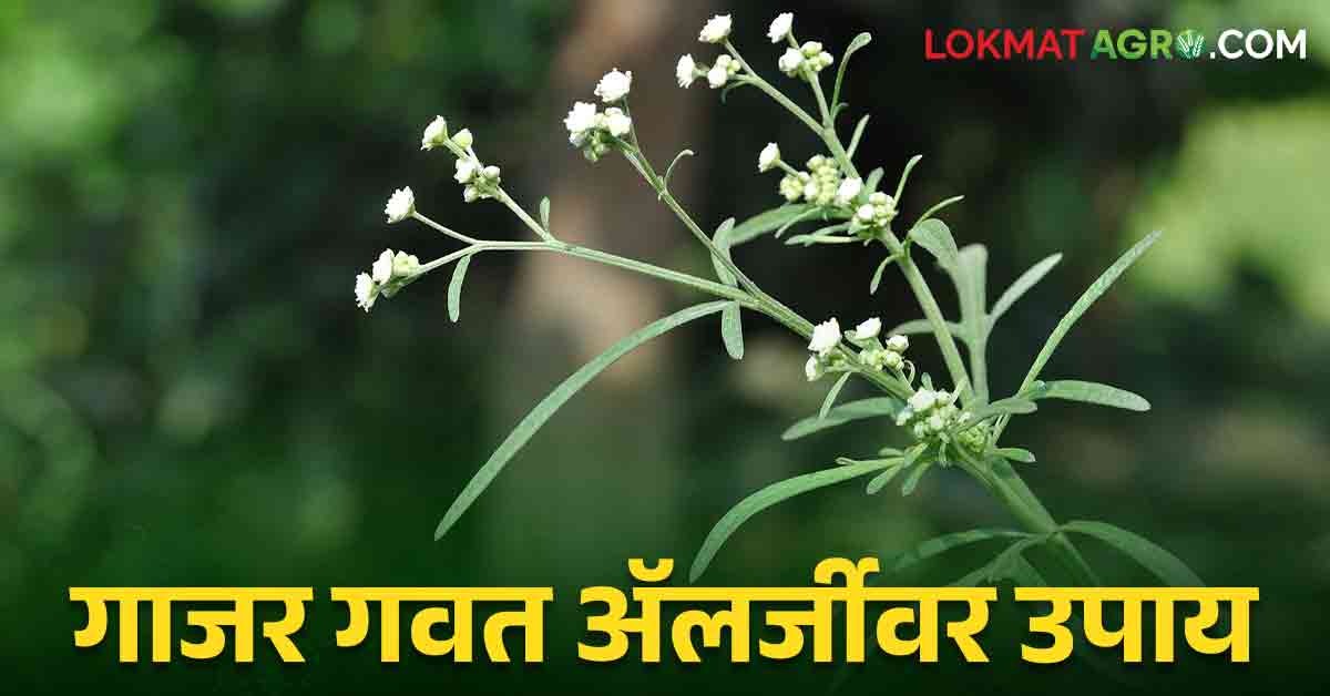 शेतकऱ्यांनो गवत काढताय जरा जपून या गवतापासून होऊ शकते अॅलर्जी | Farmers ...