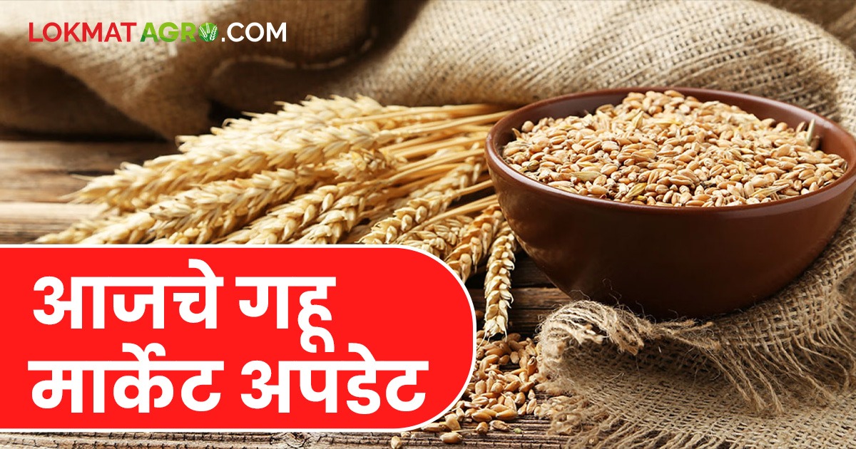 Gahu Bajar Bhav : पुणे, सोलापूर, मुंबई, अकोला बाजारात गव्हाला ...