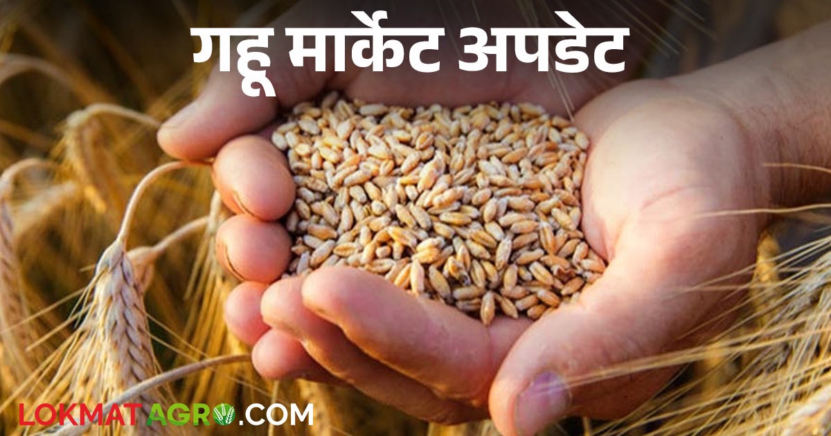 Gahu Market : पुणे बाजारात शरबती गव्हाची चलती, गव्हाला काय भाव मिळतोय ...