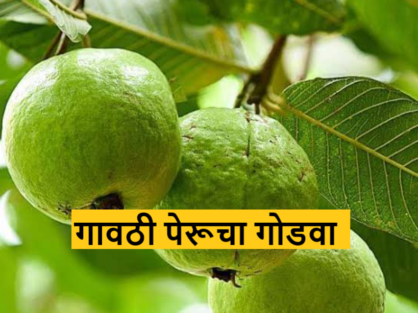 Guava Farming : गावठी पेरूचा गोडवा हरवत आहे, नेमकं कारण काय? वाचा ...