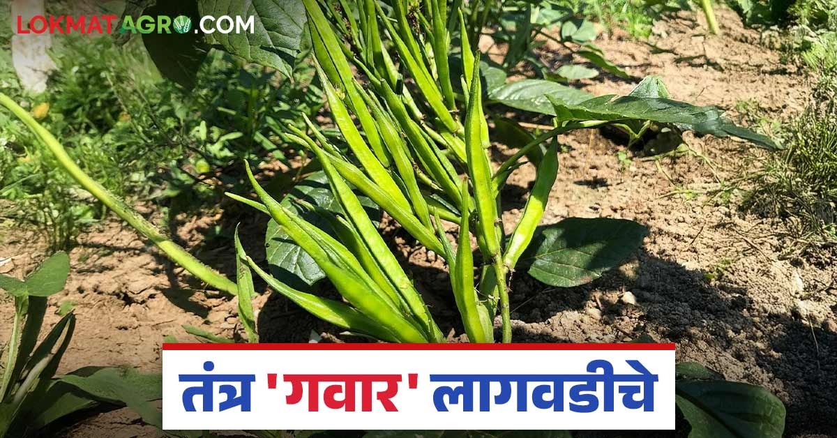 Gawar Lagwad : उन्हाळी गवार देतेय अधिकचा फायदा; कशी कराल लागवड? वाचा ...