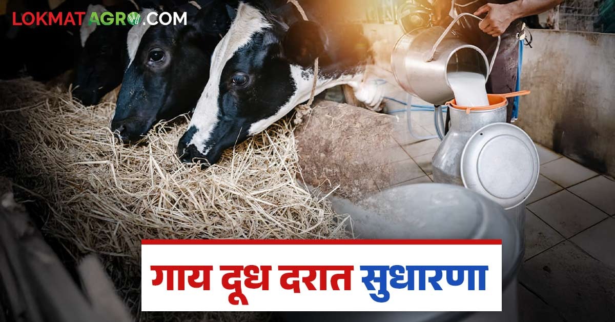 Dudh Dar Vadh : दूध दर वाढणार? आंतरराष्ट्रीय पातळीवर दूध पावडर व बटरचे ...