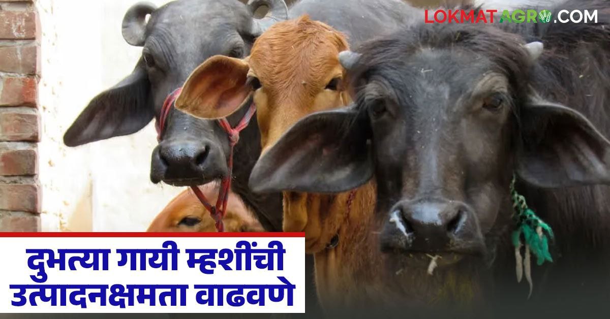 दुभत्या गाई, म्हशींची उत्पादनक्षमता वाढविण्यासाठी 'या' गोष्टी करा, वाचा ...