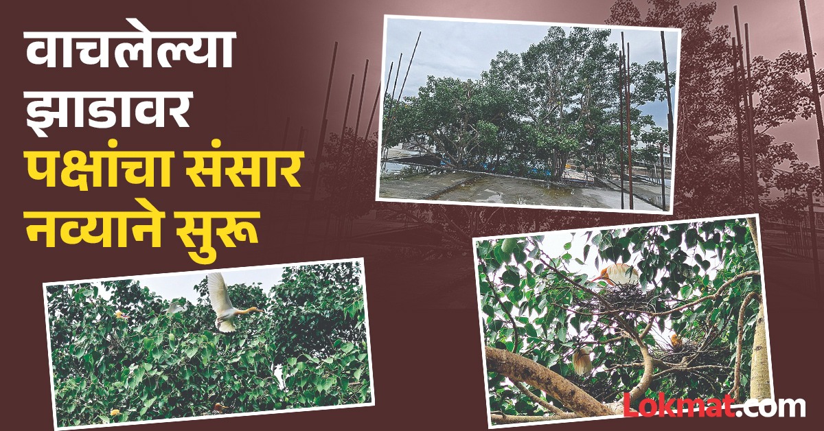 बगळ्यांनी वसवलं पुन्हा गणगोत सारं ! रेल्वे स्टेशनच्या नव्या इमारतीतील ...