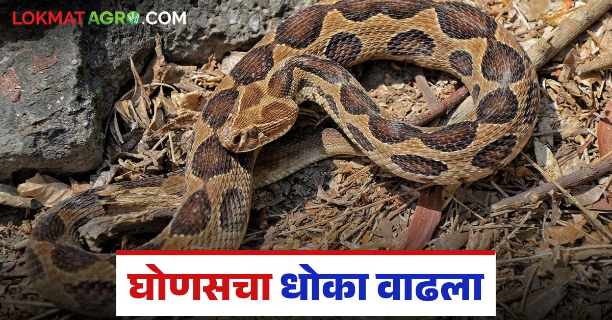 Ghonas Snake : विषारी घोणस, फुरसे ह्या सापांचा थंडीतच का वाढतो धोका ...