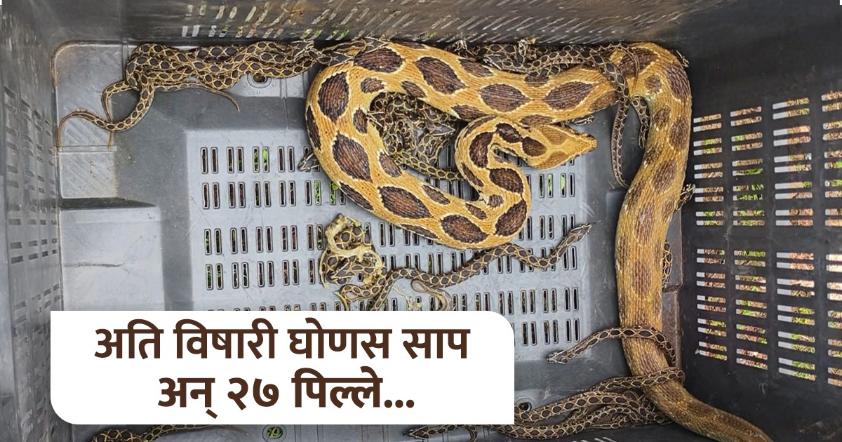 Video : सर्पमित्राच्या गाडीतच विषारी घोणस सापाने दिला २७ पिल्लांना जन्म Pune Marathi News ...