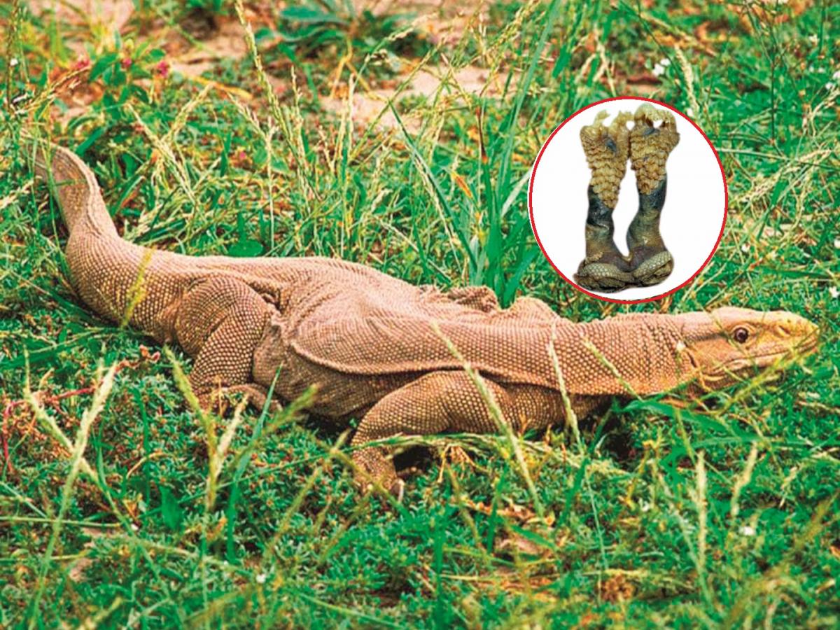 ‘यशवंती वाचली पाहिजे’; अंधश्रद्धा, गैरसमजुतीमुळे घोरपडीची मोठ्या ...