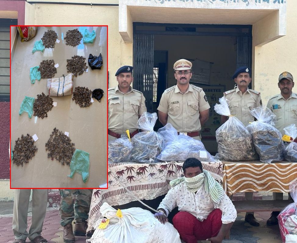 नाशिकमध्ये घोरपडीची ७८१ लिंगे अन् २० किलो इंद्रजालची तस्करी रोखली ...