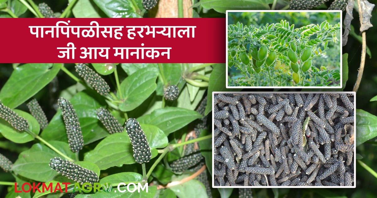 GI Tag identification of chick pea and pimpali