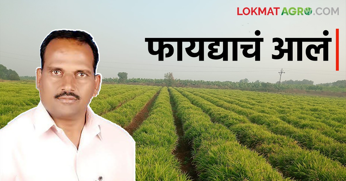 आले पिकाचे टप्प्यात नियोजन करून उत्पादनाचा करेक्ट कार्यक्रम करणारे ...