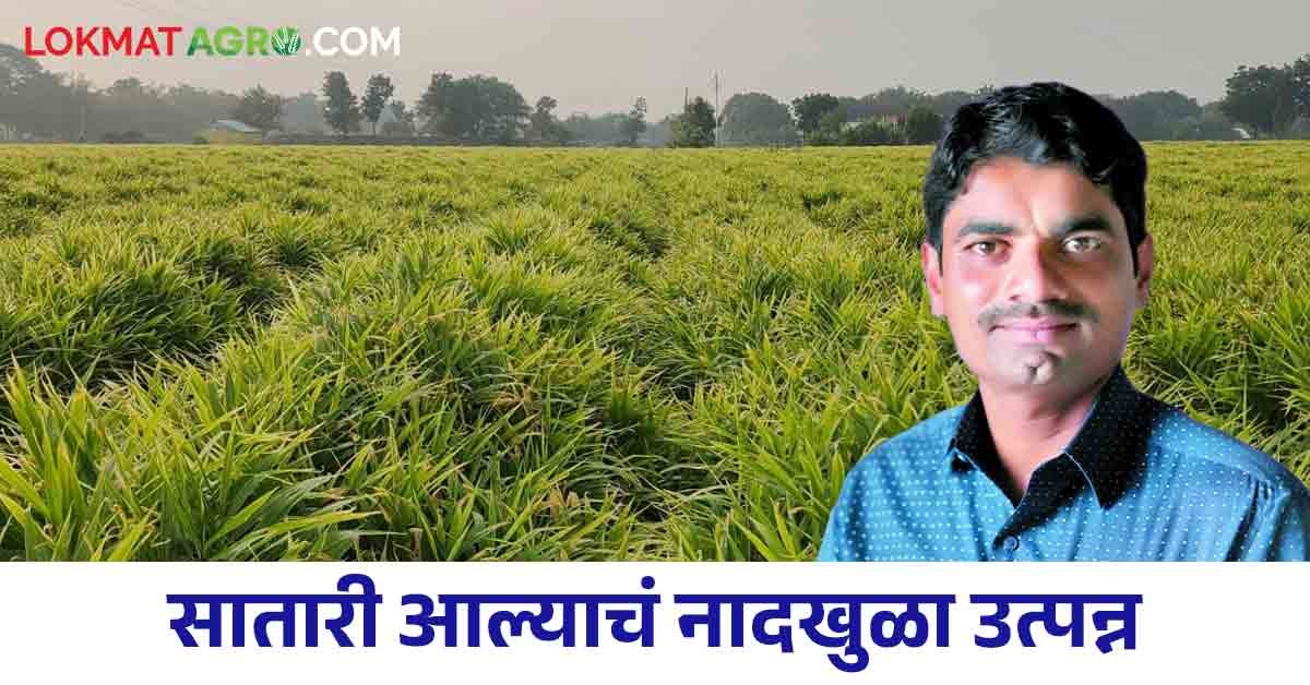 रेठरे हरणाक्ष येथील शेतकऱ्याने दीड एकरामध्ये घेतले ३० टन सातारी आल्याचे ...