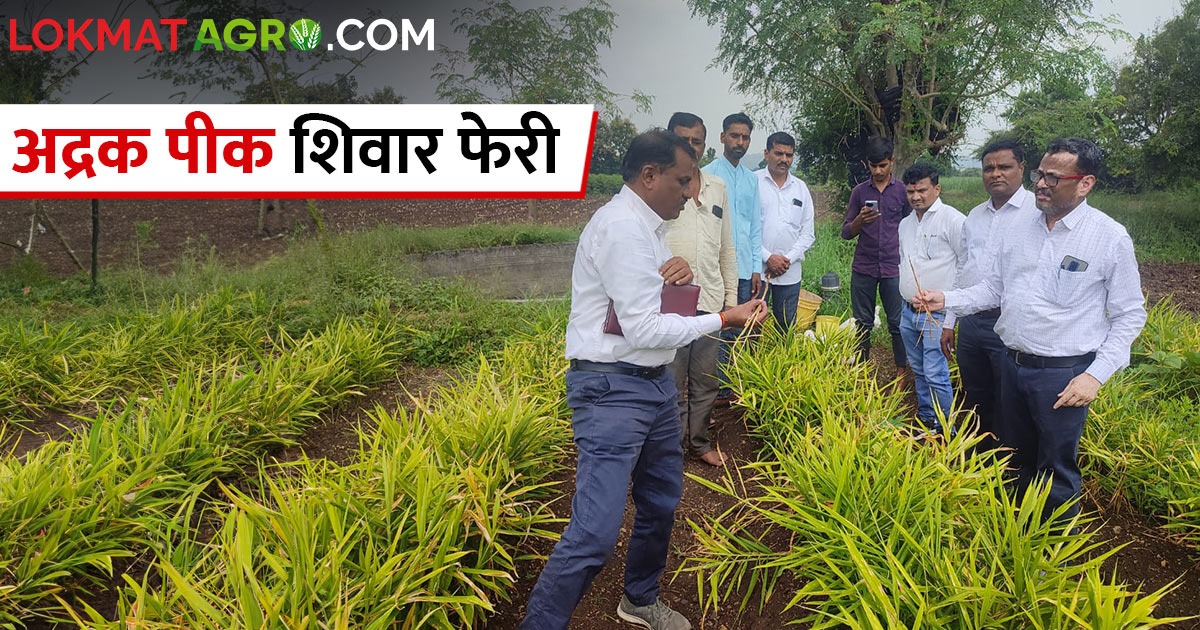 Agriculture News : अद्रक पिकातील कंदकुज, मुळकुज नियंत्रणासाठी कृषी ...