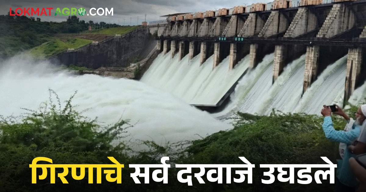 Girna Dam : 56 वर्षांच्या इतिहासात पहिल्यांदा गिरणा धरणाचे सर्व दरवाजे ...