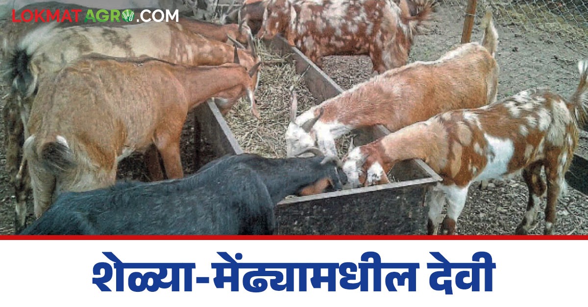 Goat Devi Disease : शेळ्या-मेंढ्यामधील देवी आजारावर नियंत्रण कसे कराल ...