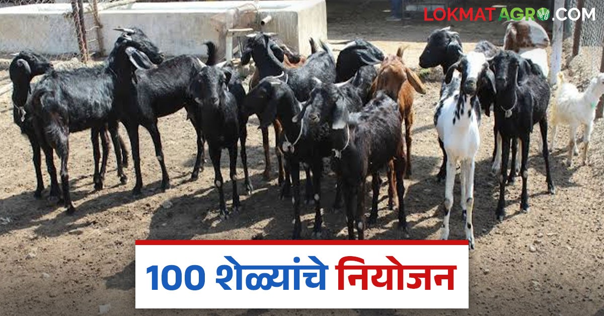 Goat Farming : 100 शेळ्यांच्या शेळीपालनासाठी किती खर्च येईल, किती नफा ...