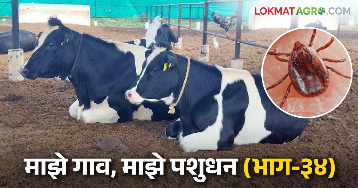 Gochid Niyantran : जनावरांतील गोचीडांच्या नियंत्रणासाठी टॉप टेन उपाय ...