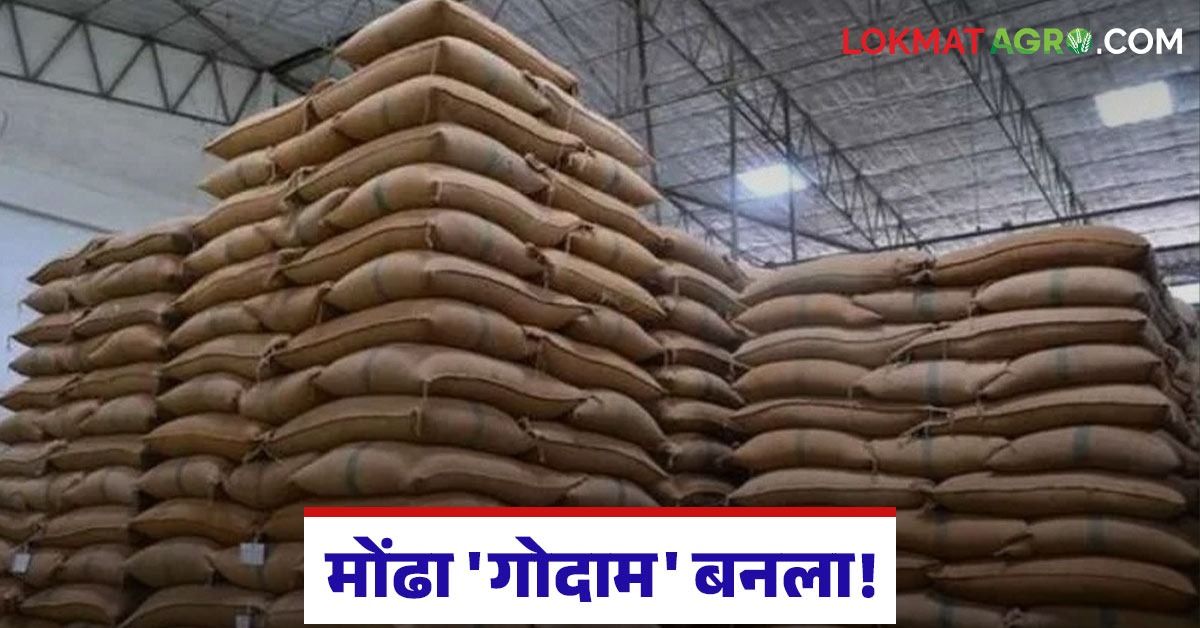 latest news APMC Market: Hingoli Mondha has become a warehouse for ...