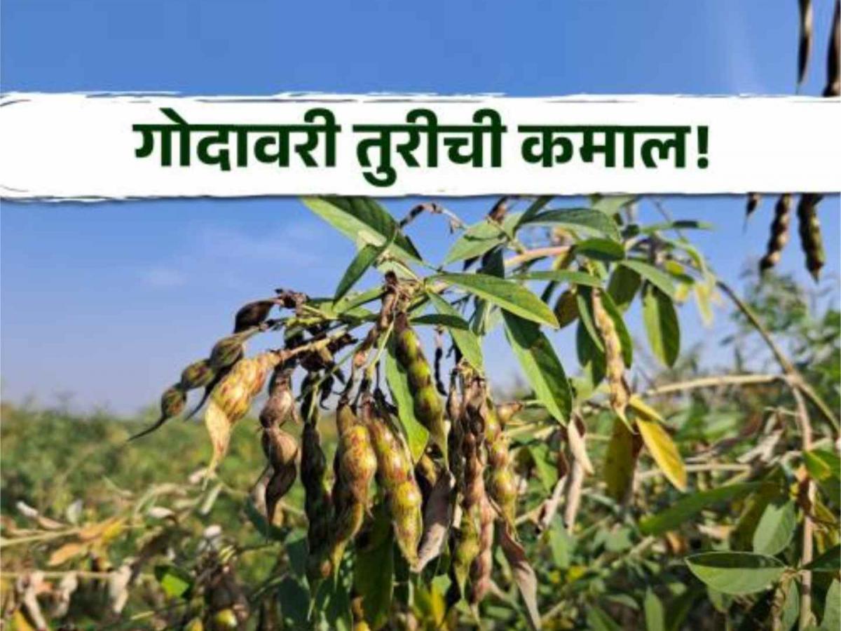 शेतकऱ्यांच्या दारी तुरी, आली समृद्धीची ‘गोदावरी’! महाराष्ट्रासह विविध ...