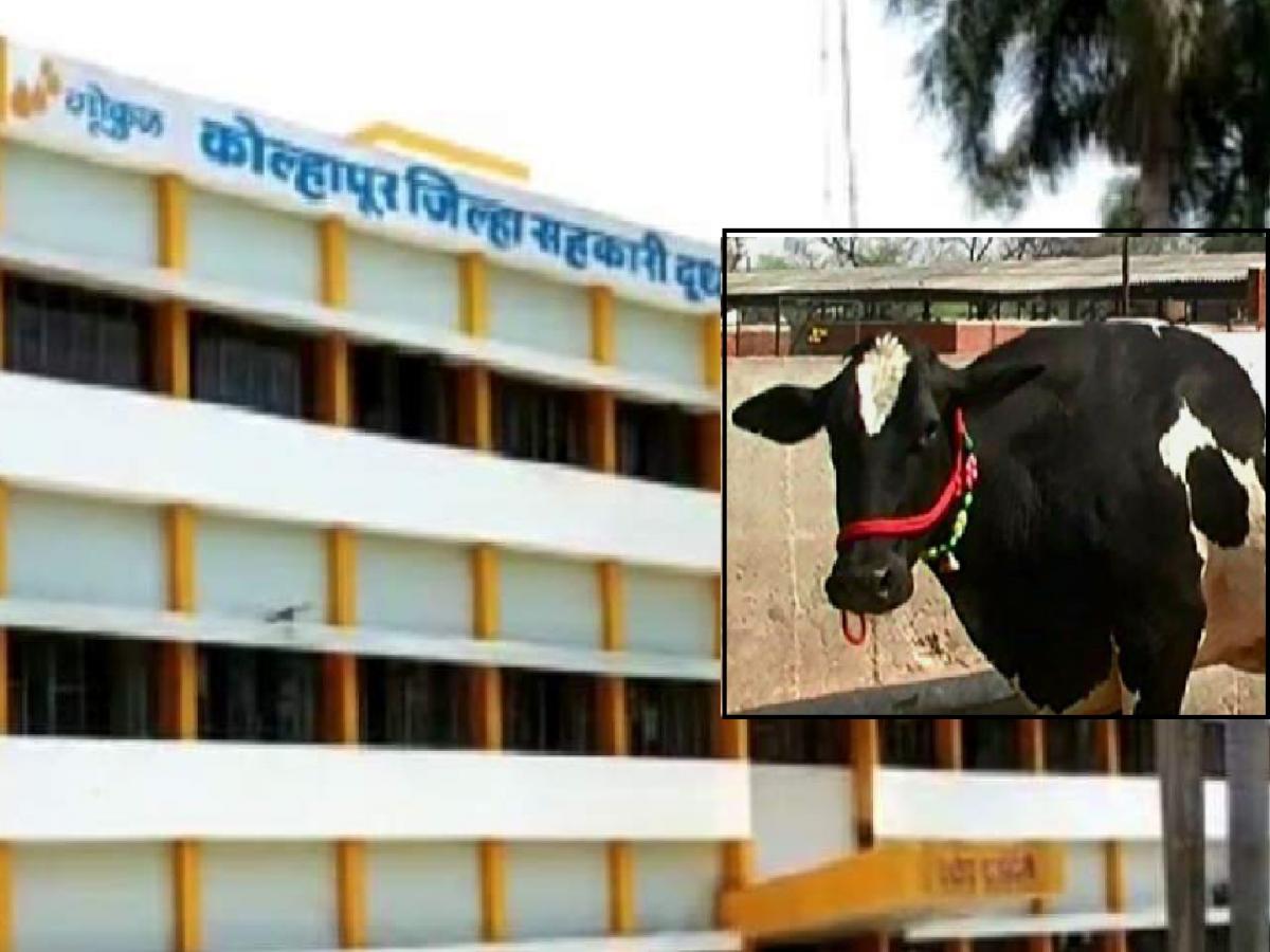 'गोकुळ'कडून शेतकऱ्यांना गणेशोत्सवाची भेट, गाय दूध खरेदी दरात केली वाढ ...