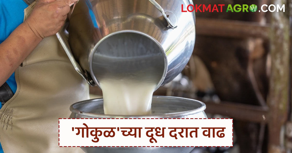 आजपासून 'गोकुळ'चे दूध वधारले; वाचा सविस्तर | 'Gokul' milk price has ...