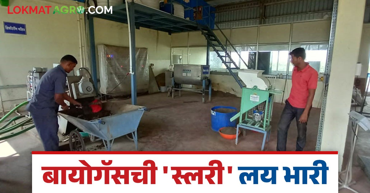 बायोगॅसमधून बाहेर पडणाऱ्या स्लरीचं केलं सोनं, 'गोकुळ'चा अफलातून प्रयोग ...