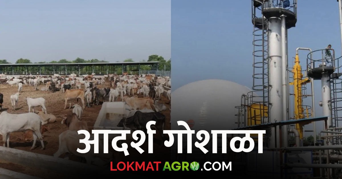 Modern Goshala : बायोगॅस प्लांट असलेली भारतातील पहिली आधुनिक गोशाळा ...