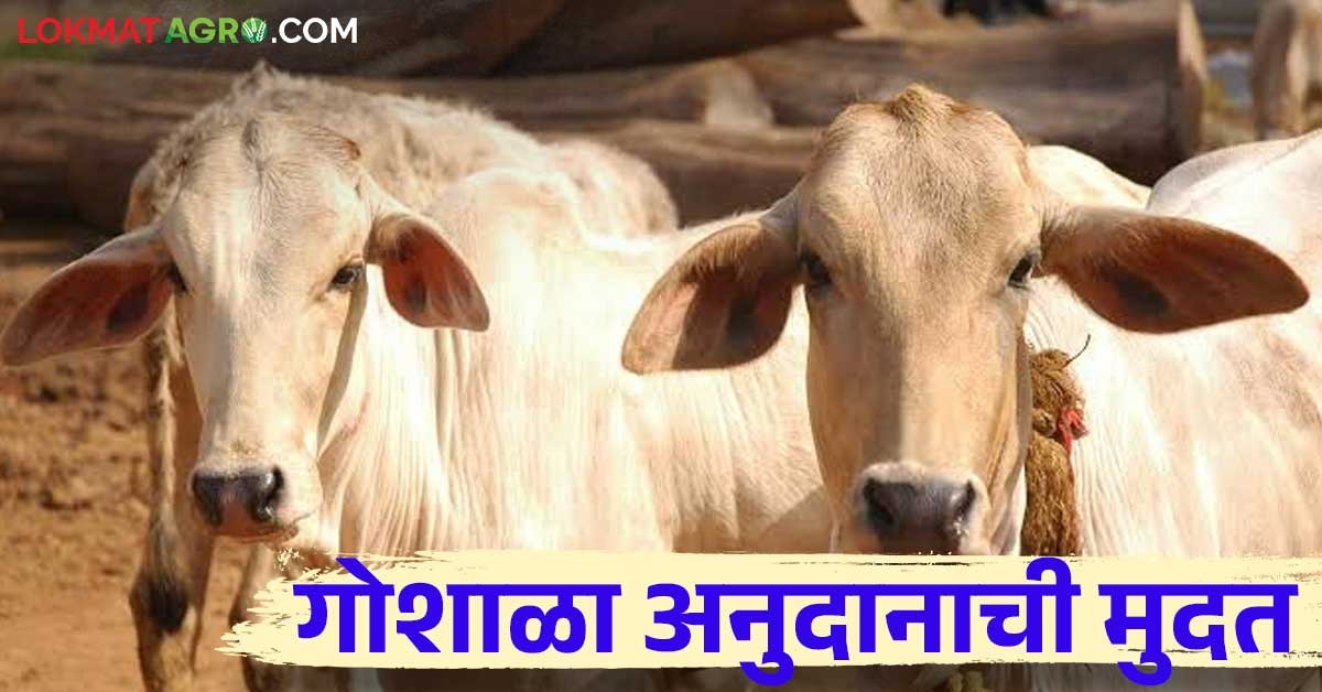 Goshala Anudan : गोशाळेतील गाय अनुदानासाठी 31 डिसेंबरपर्यंत करा अर्ज ...