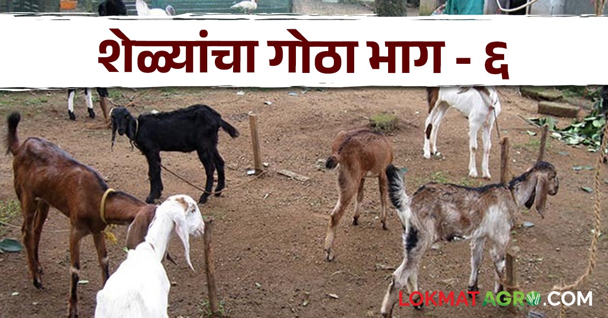 Goat Farming Technique : शेळ्यांचा गोठा कसा असावा? वाचा सविस्तर ...