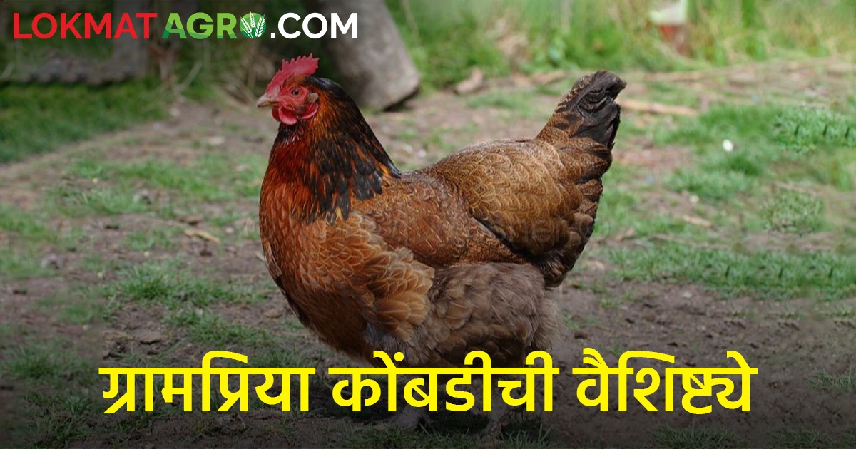 कुक्कुटपालनात सुधारित ग्रामप्रिया कोंबड्या ठरत आहेत फायदेशीर | Improved ...