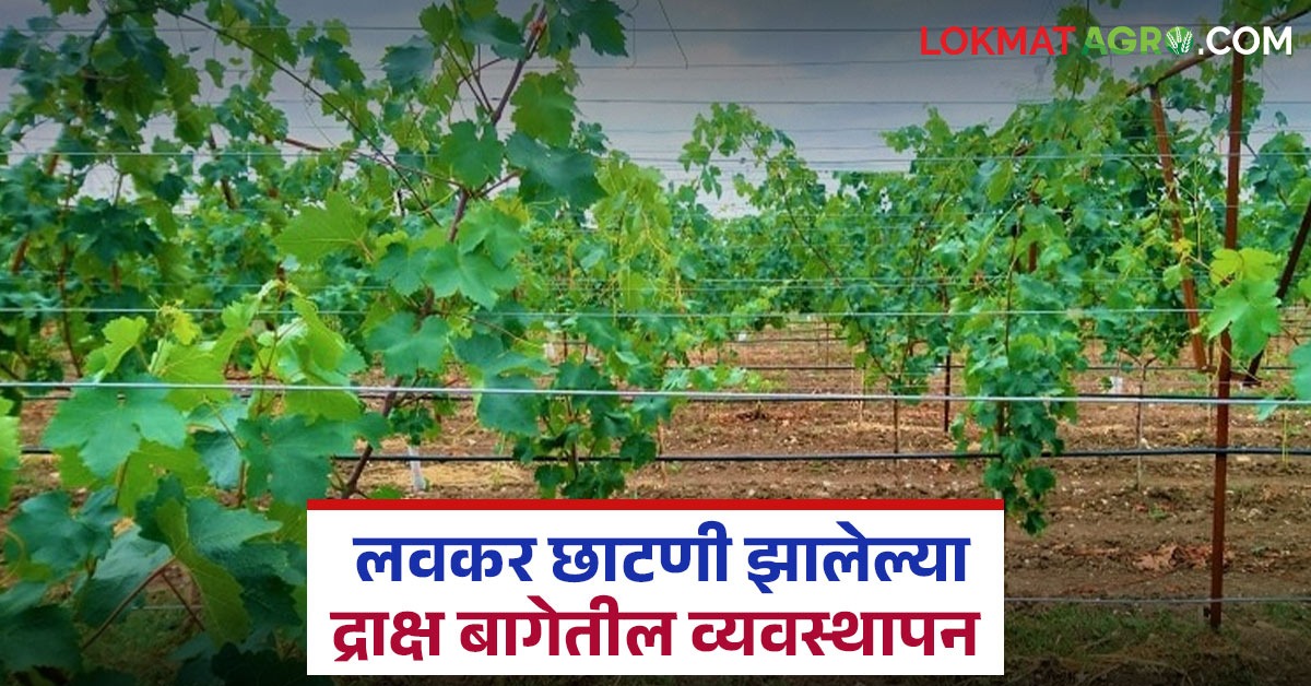 Drakh Bag Chatani : लवकर छाटणी झालेल्या द्राक्ष बागेतील व्यवस्थापन कसे ...