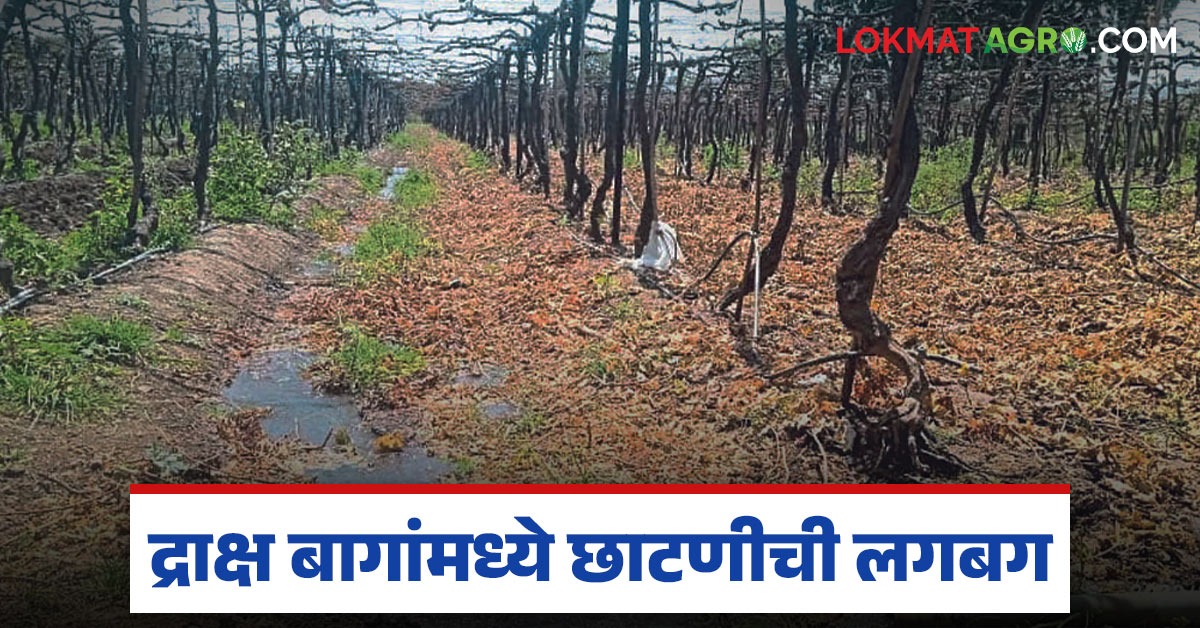 latest news Grape Farmers Pruning is in full swing in the vineyards ...